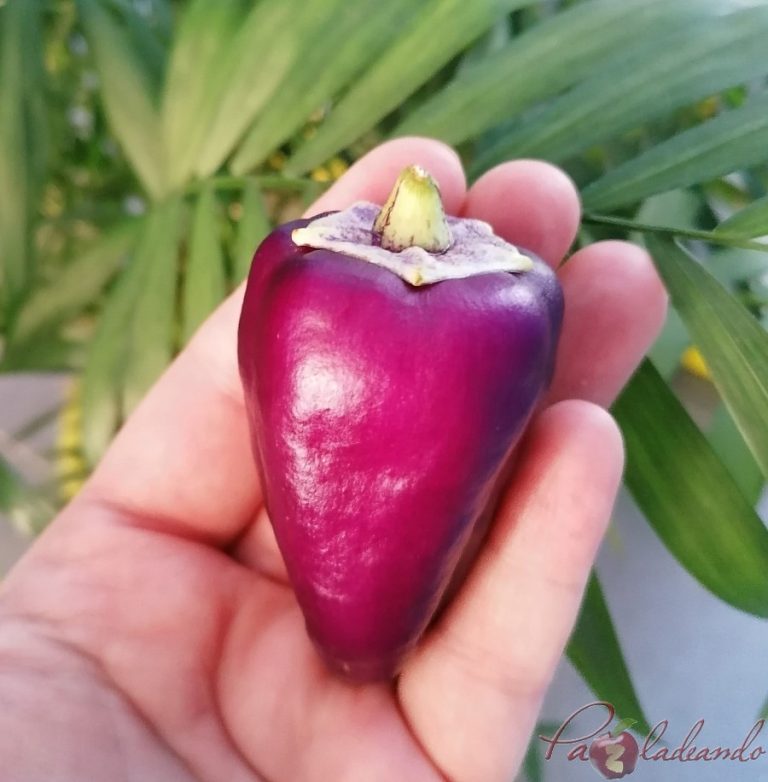 “EL TOMATE AZUL” La huerta en tu mesa - PaZladeando | Recetas, cocina ...